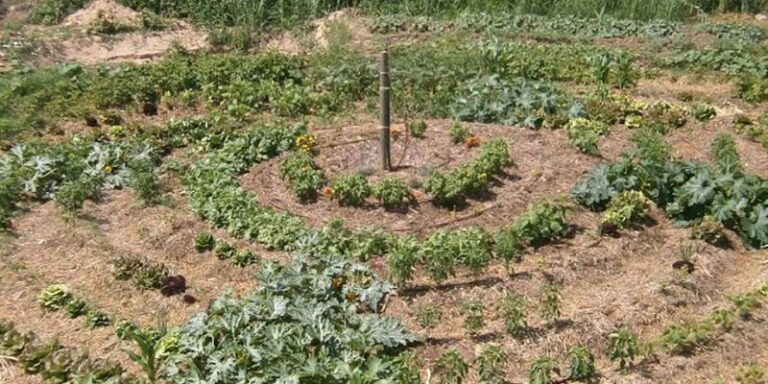 Hacer frente al cambio climático con huertos circulares - AKI WEB NEWS